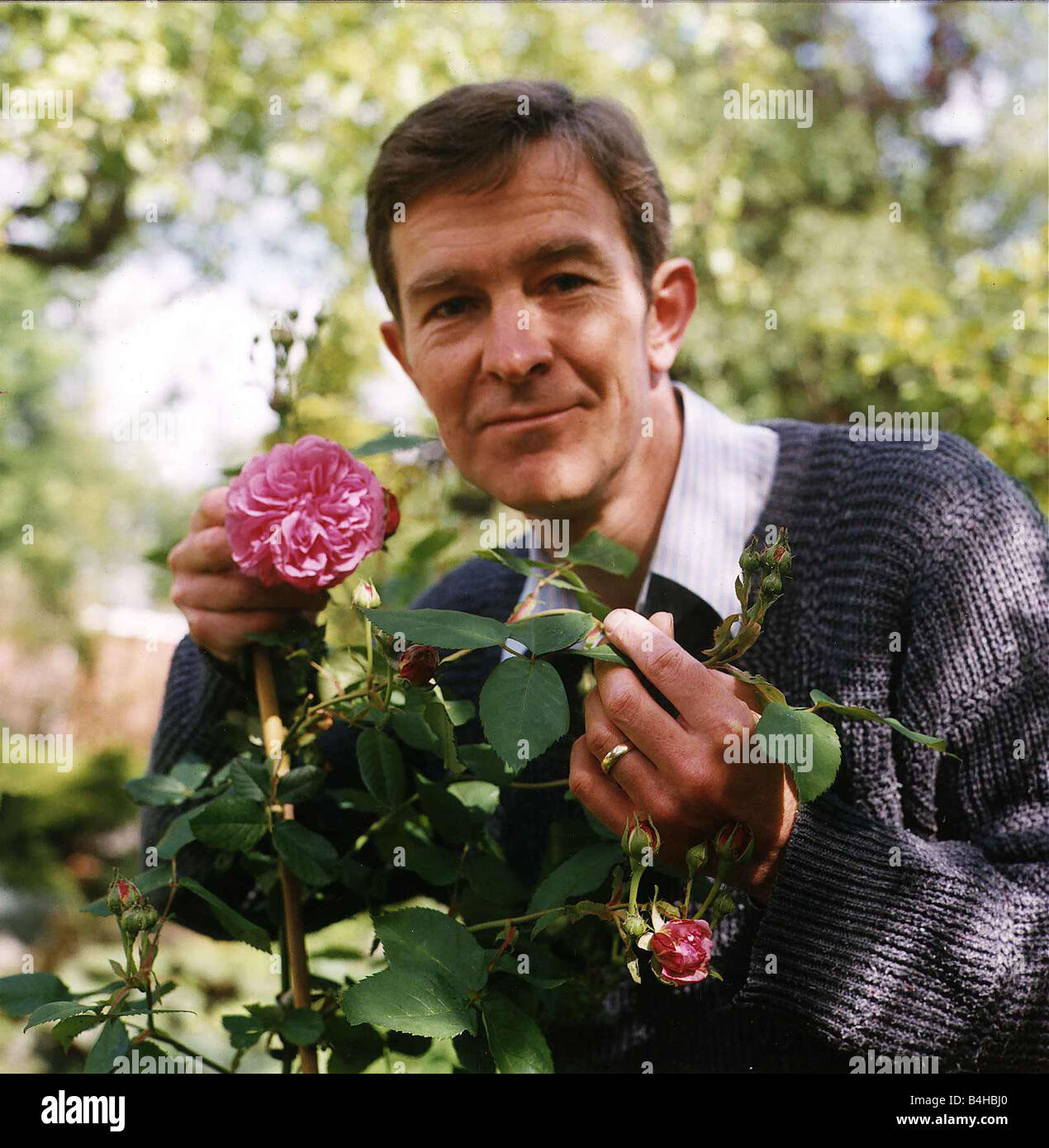 Christopher Ravenscroft Actor holding rose bush flower in garden Stock ...