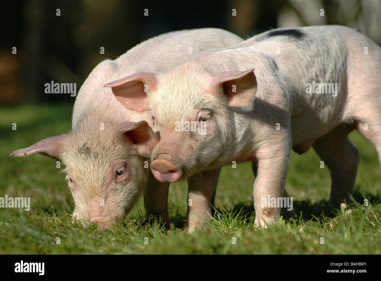 Pietrain piglets foraging in field Stock Photo - Alamy