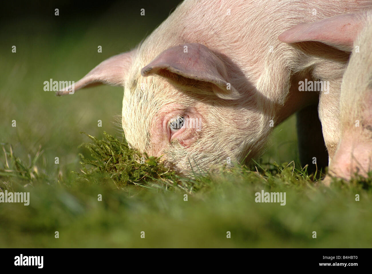 Pietrain piglet foraging in field Stock Photo - Alamy