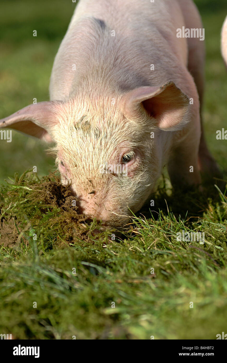 Pietrain piglet foraging in field Stock Photo - Alamy