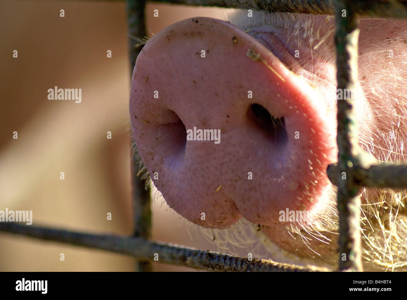 Close-up of Pietrain piglet snout Stock Photo - Alamy