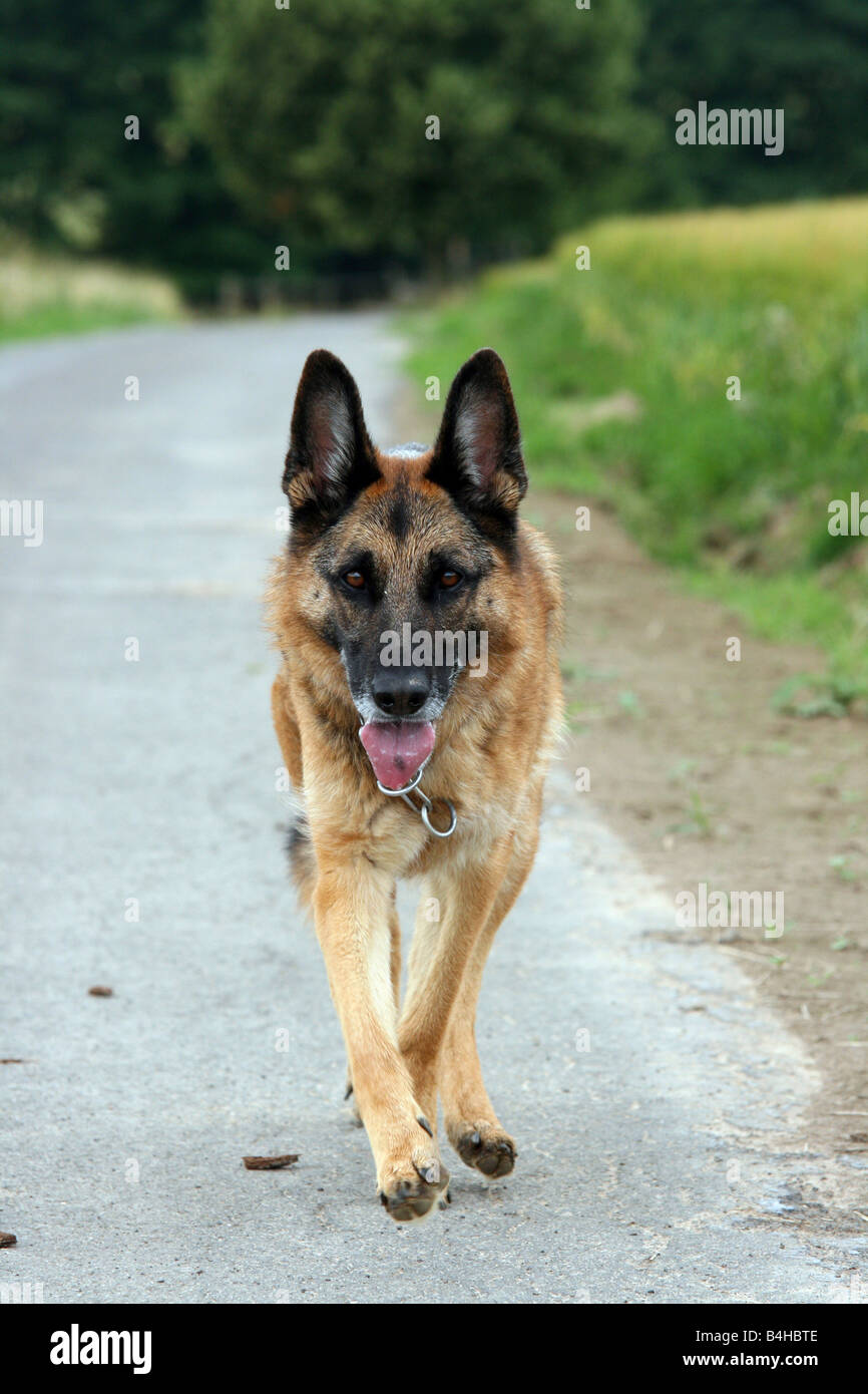 German Shepherd walking on road Stock Photo - Alamy