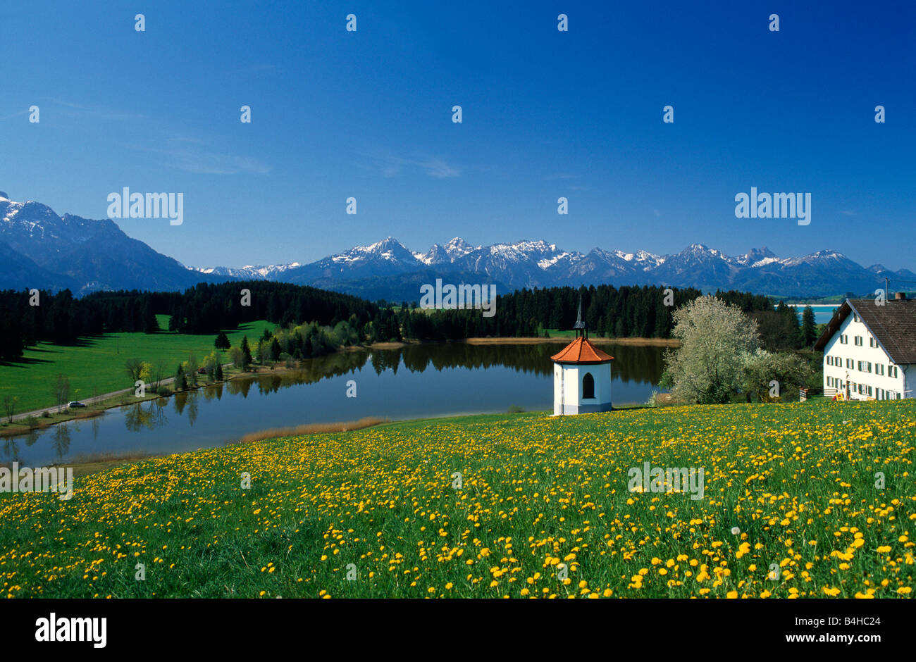 Dandelion flowers with chapel at lakeside, Lake Hegratsrieder, Allgau ...