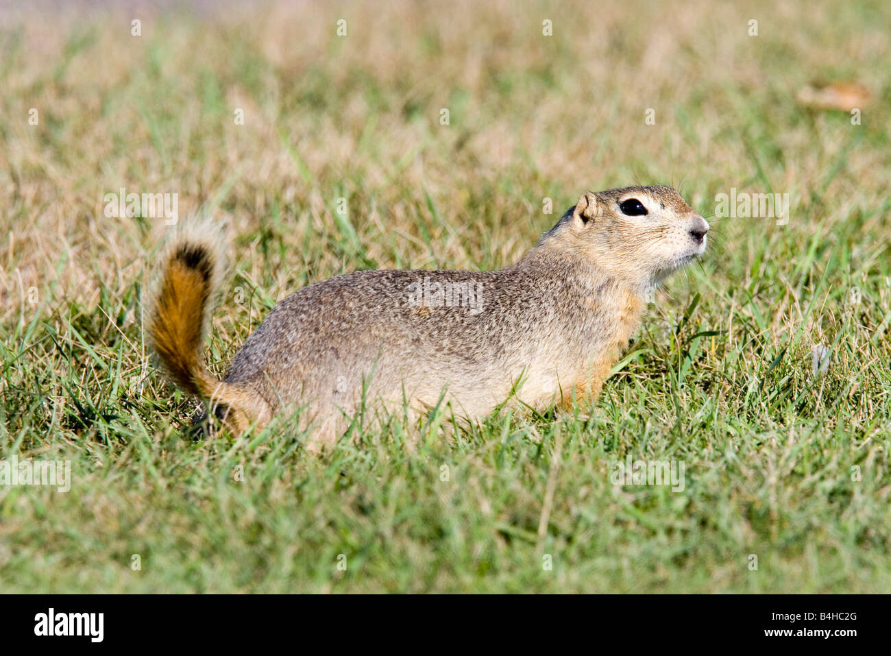 Richardson's Ground Squirrel Spermophilus richardsonii Stock Photo - Alamy