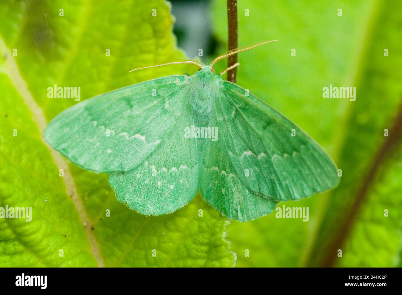 Large Emerald Moth Stock Photo - Alamy