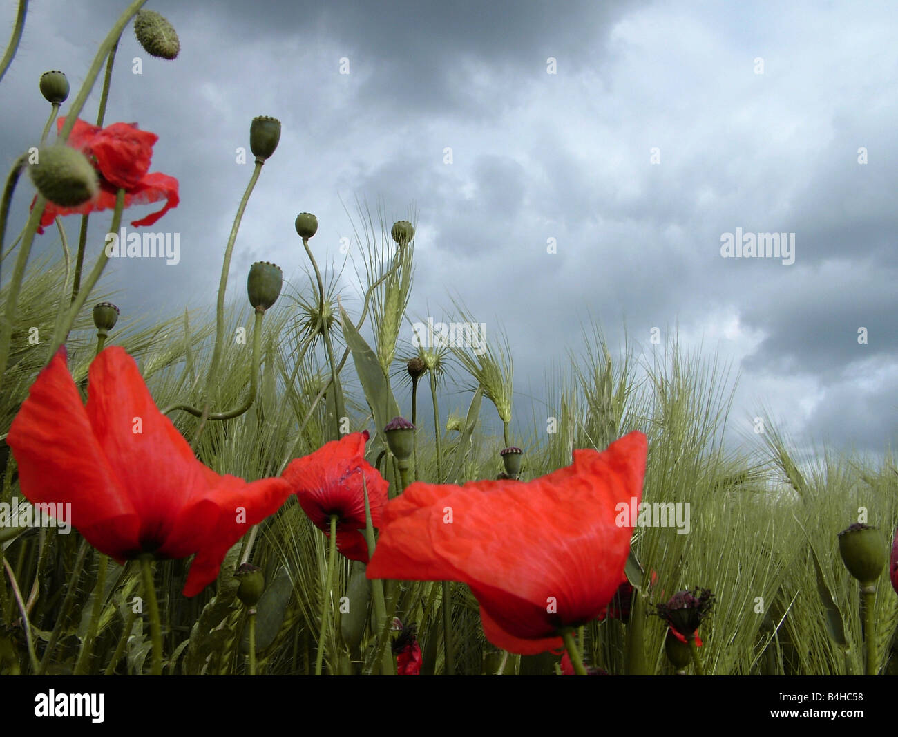 Scarlet corn poppy hi-res stock photography and images - Alamy