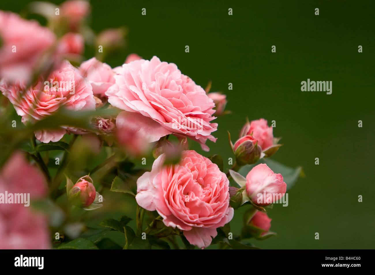 Medium pink rose hi-res stock photography and images - Alamy
