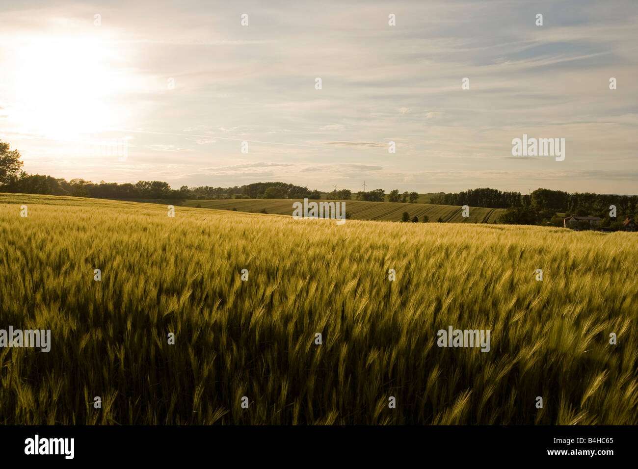 Corn crop in field Stock Photo - Alamy