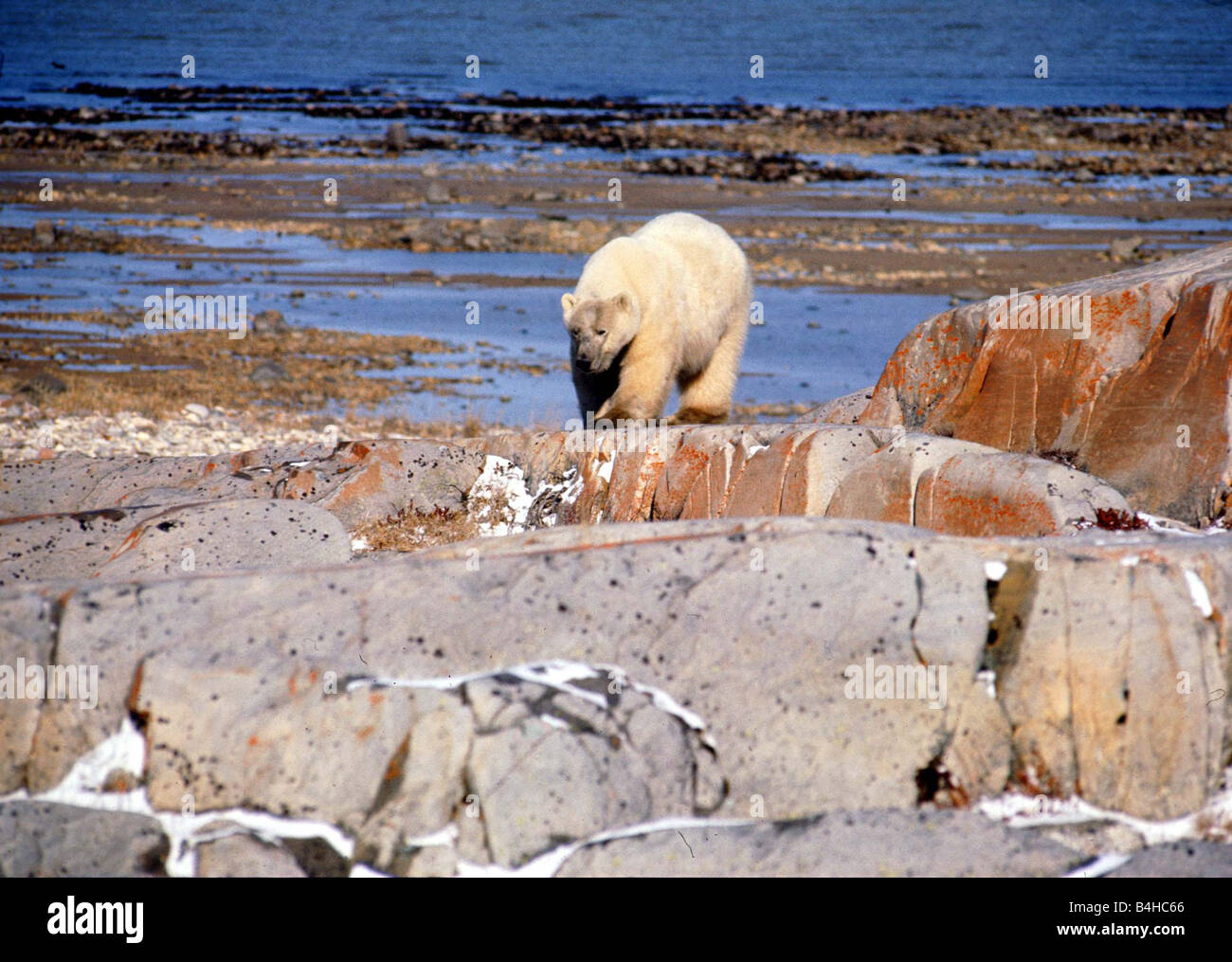 Polar Bear at Hudson Bay Mirrorpix Stock Photo - Alamy