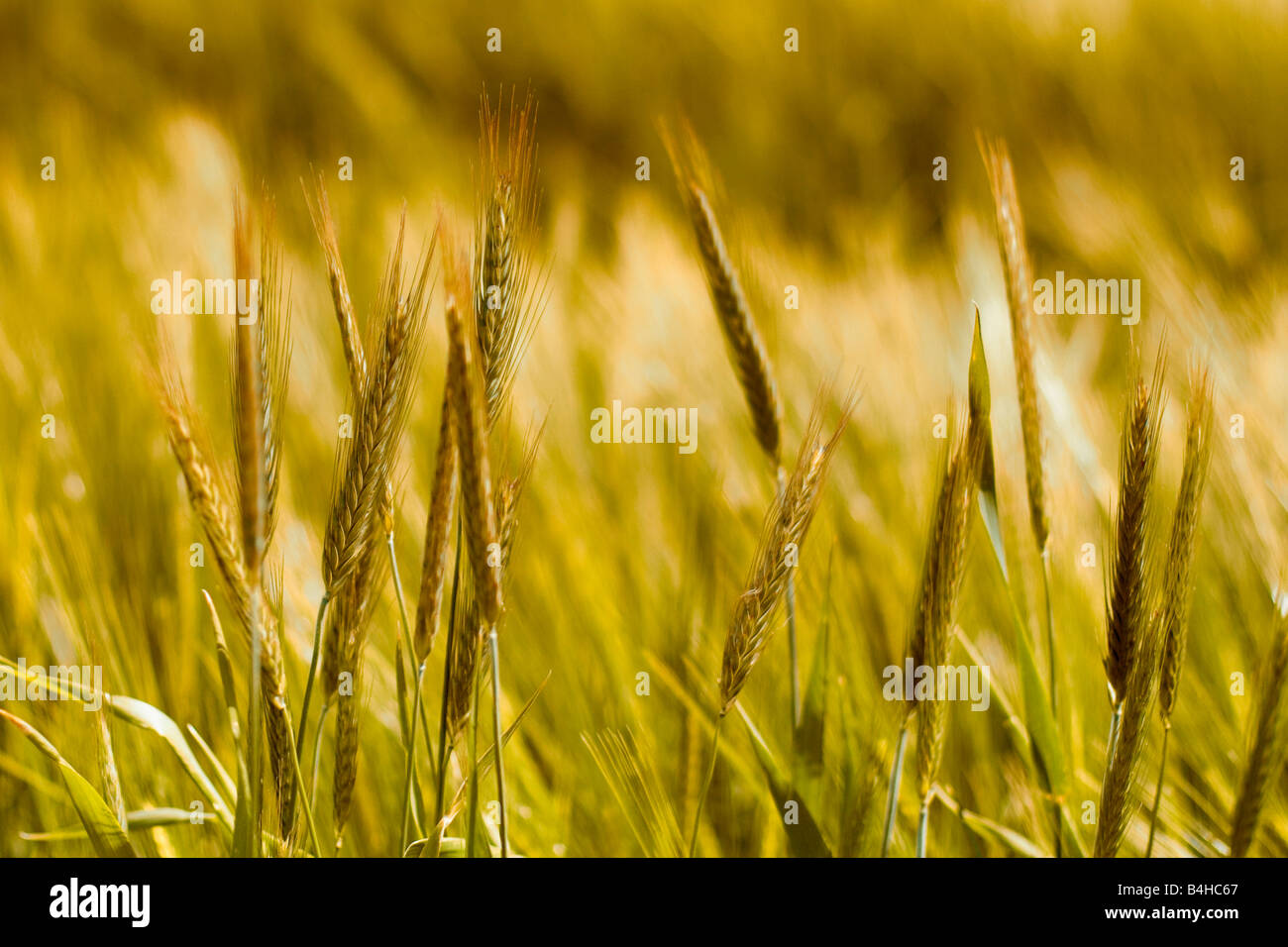 Barley crop growing in field Stock Photo - Alamy