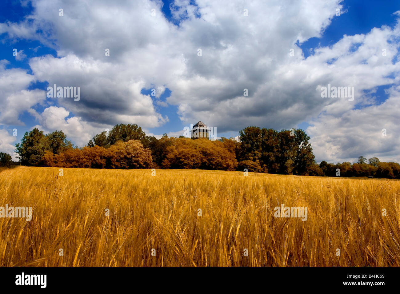 Crop in field Stock Photo - Alamy