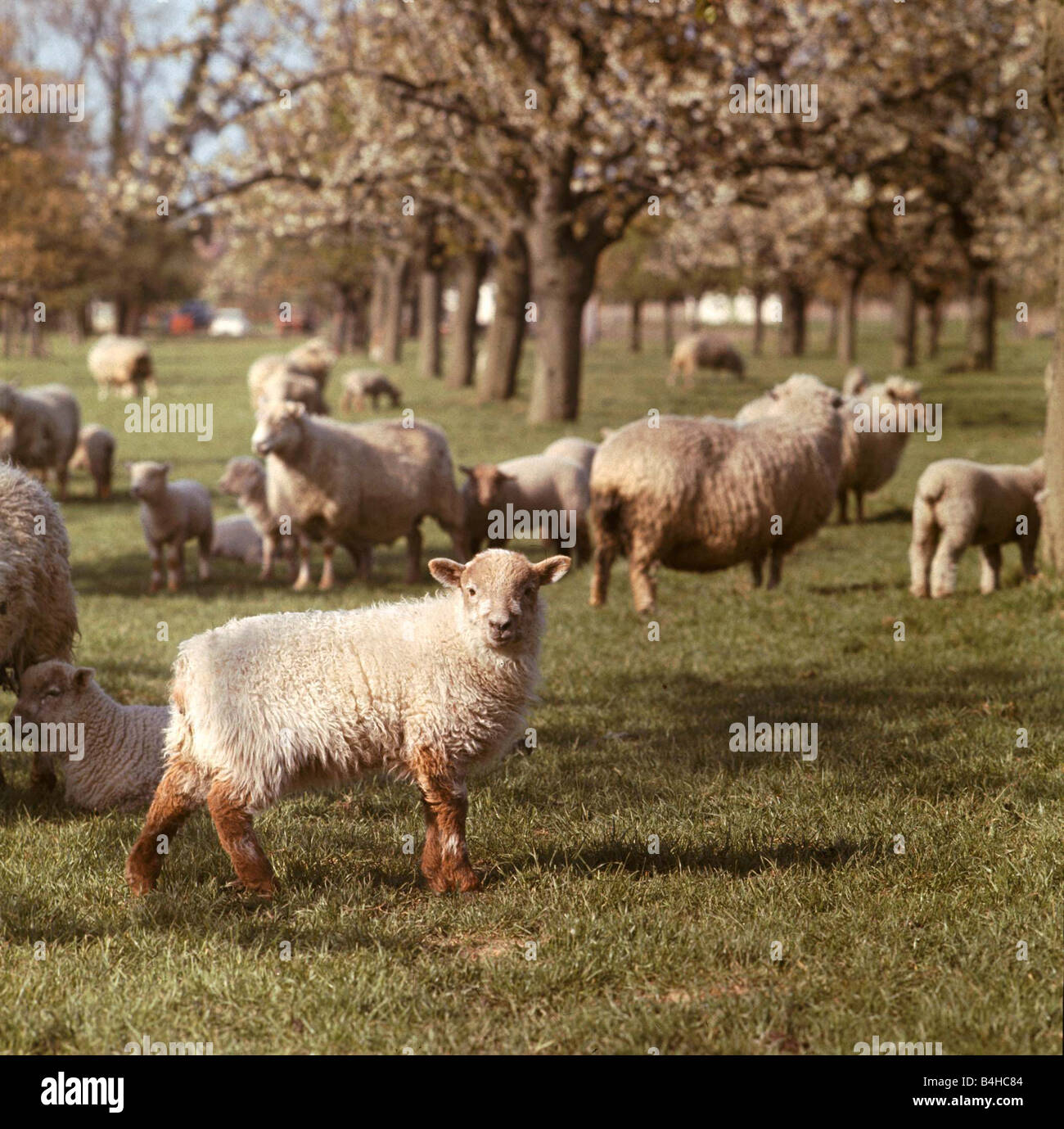 Kent farm 1960s hi-res stock photography and images - Alamy