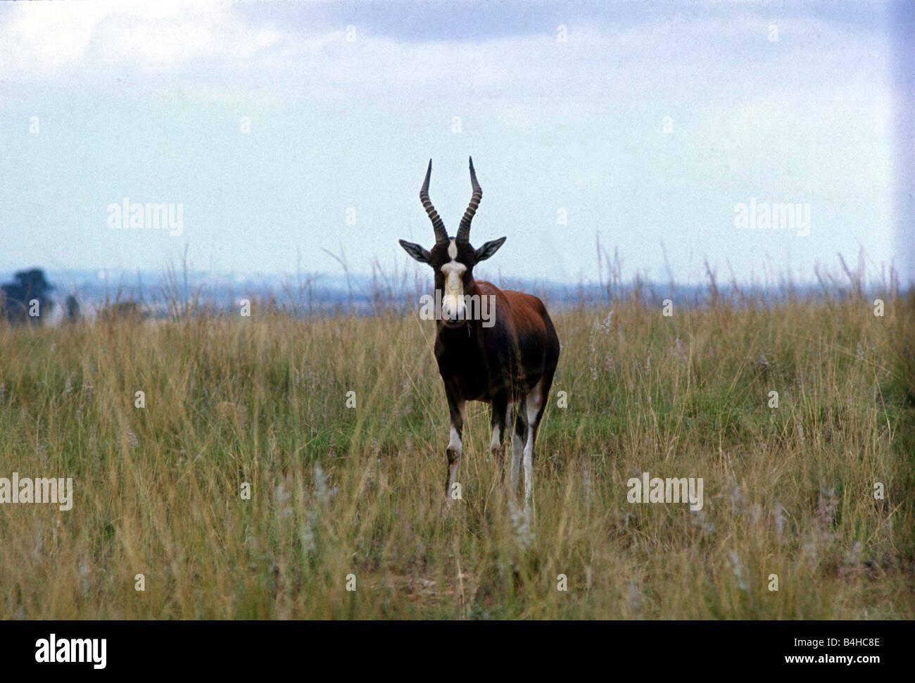 Antelope Lion Park Johannesburg South Africa April 1973 Mirrorpix Stock ...