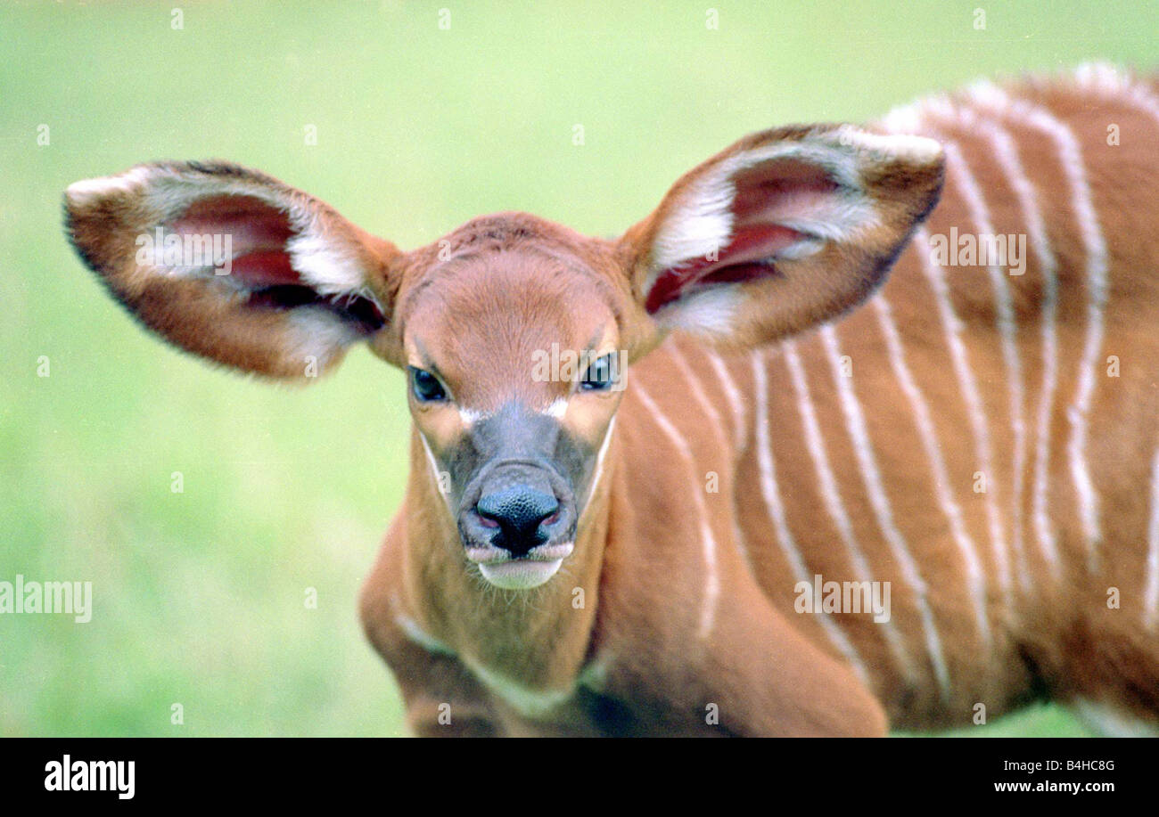 A Bongo Gazelle at Howletts Zoo July 1989 Mirrorpix Stock Photo - Alamy