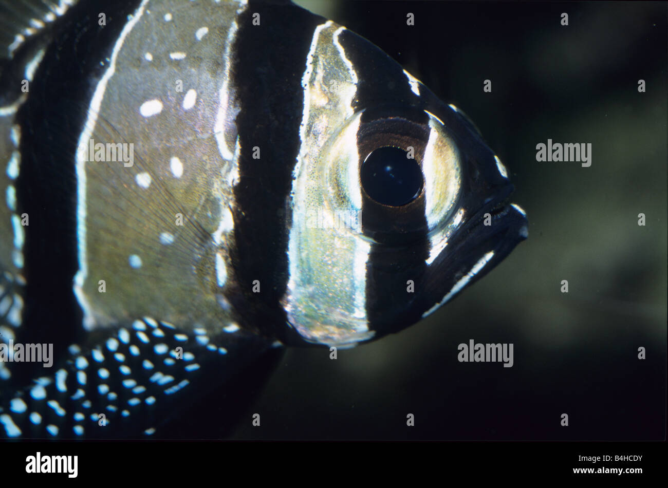 Pterapogon kauderni, Banggai Cardinalfish, Apogonidae Stock Photo - Alamy