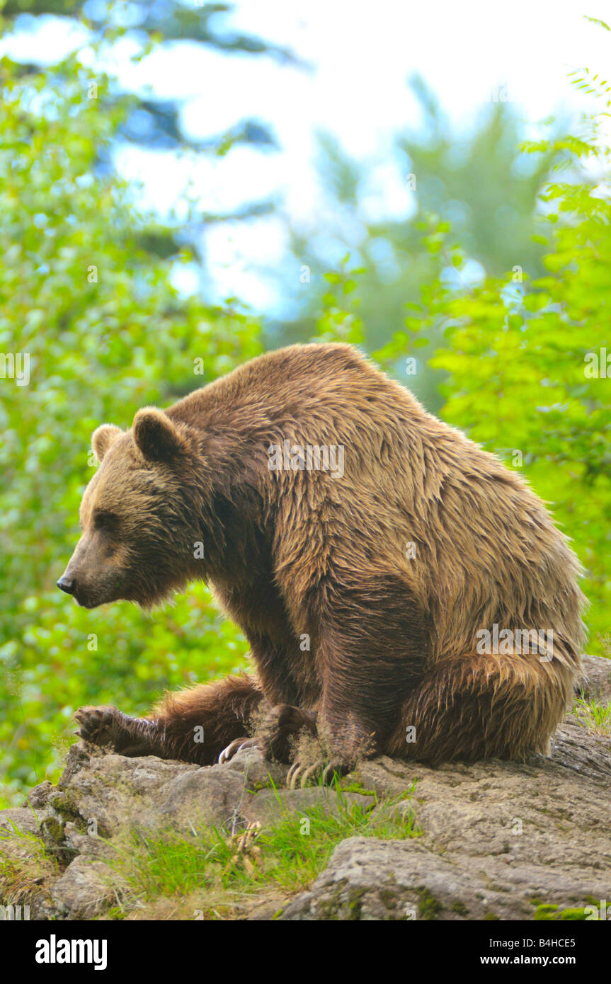 Grizzly bear (Ursus arctos horribilis) sitting on rock in forest, Bavarian Forest, Bavaria ...