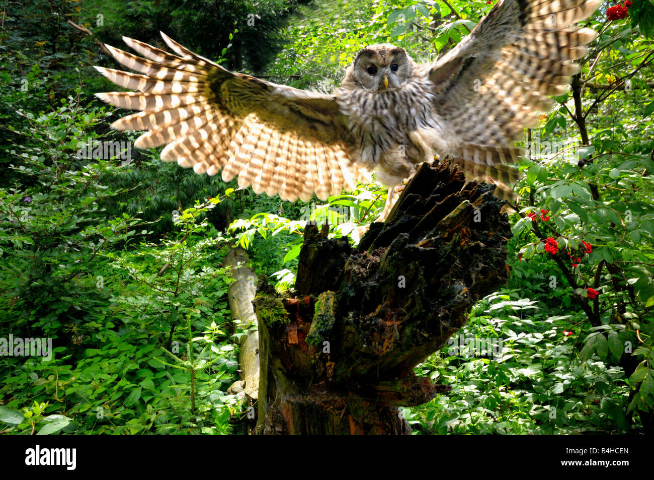 Close-up of owl flapping wings on branch Stock Photo - Alamy