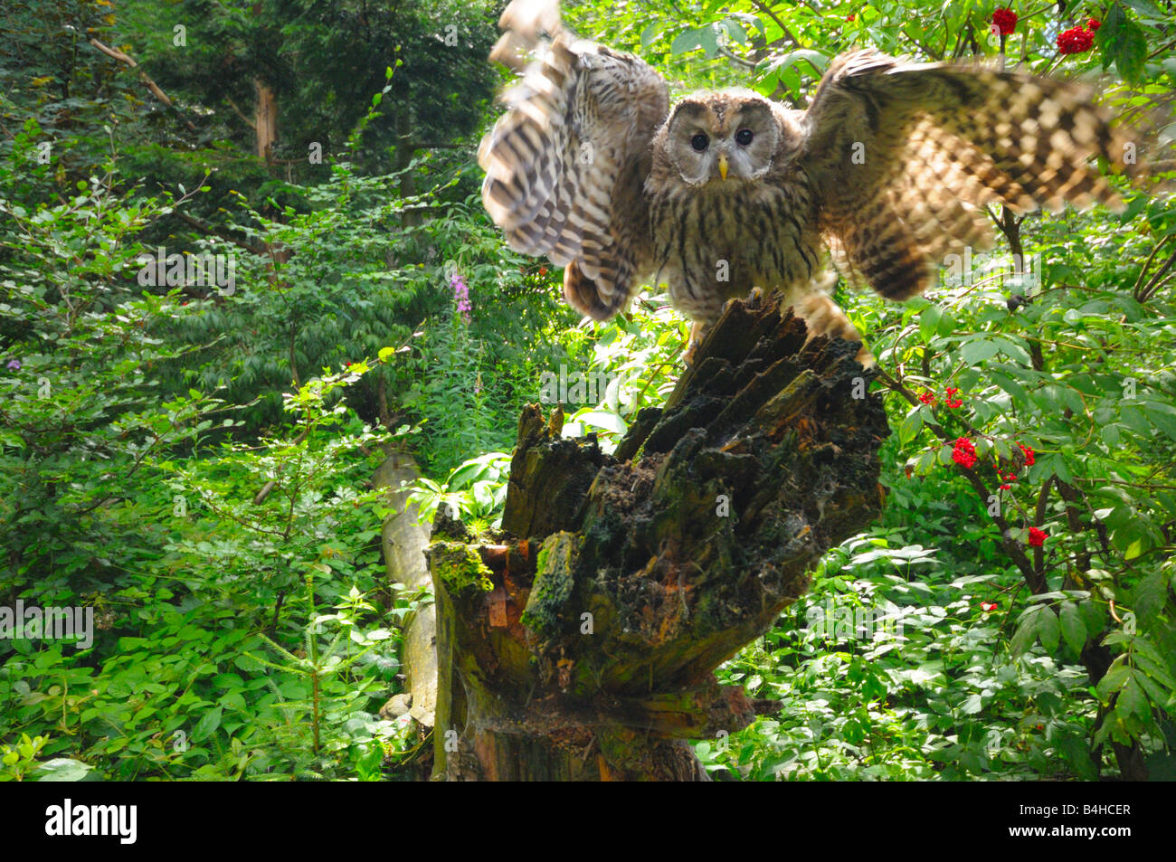 Close-up of owl flapping wings on branch Stock Photo - Alamy