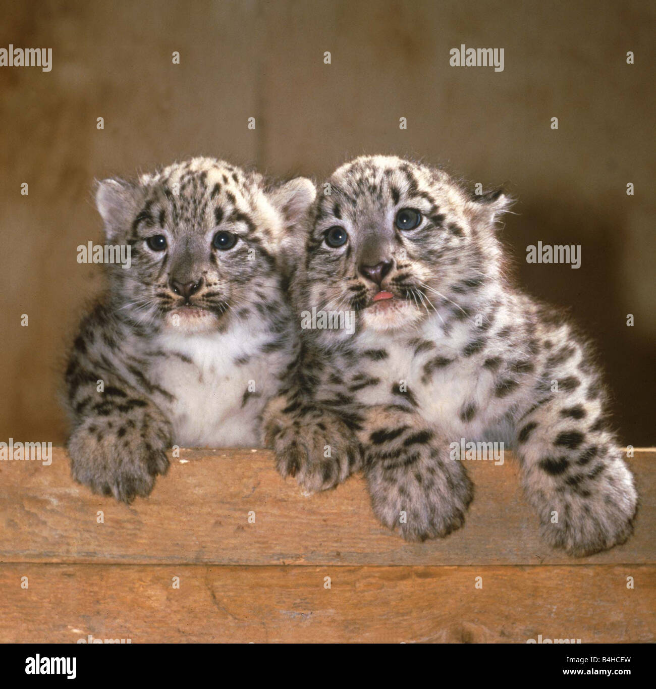 Twin baby Snow Leopard cubs Eva and Becker Marwell Zoo Hants July 1985 ...