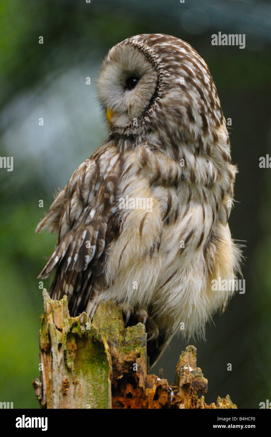 Owl tree stump hi-res stock photography and images - Alamy