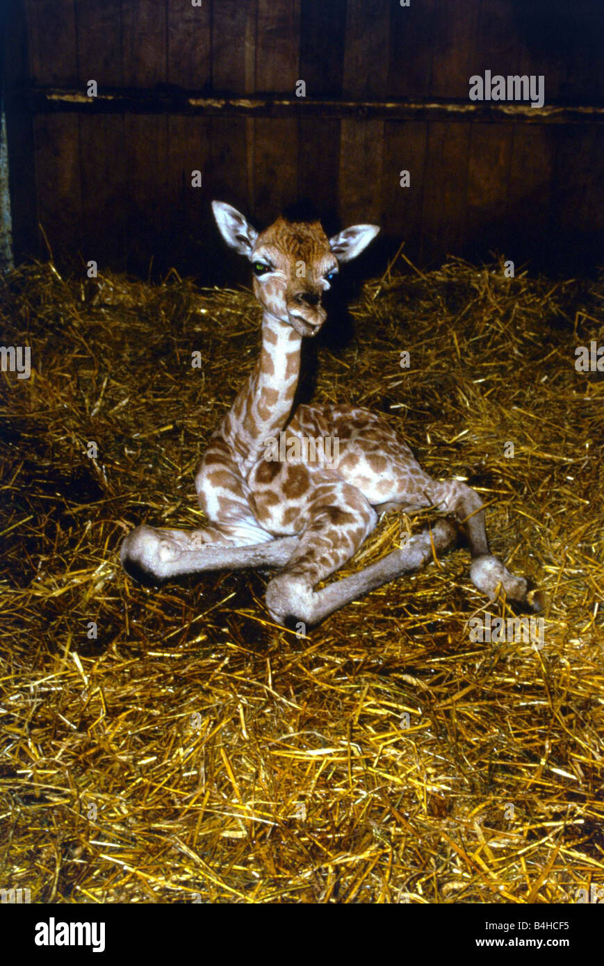 One day old baby Giraffe at Longleat Safari park One of first surviving ...