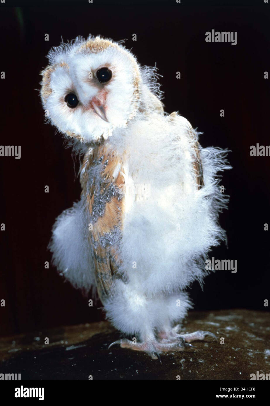 Baby Barn owl at Heritage Wildlife Centre in west Sussex Middleton on ...