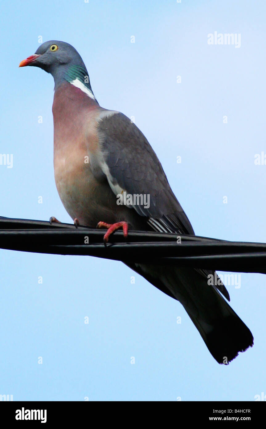 Dove photos hi-res stock photography and images - Alamy