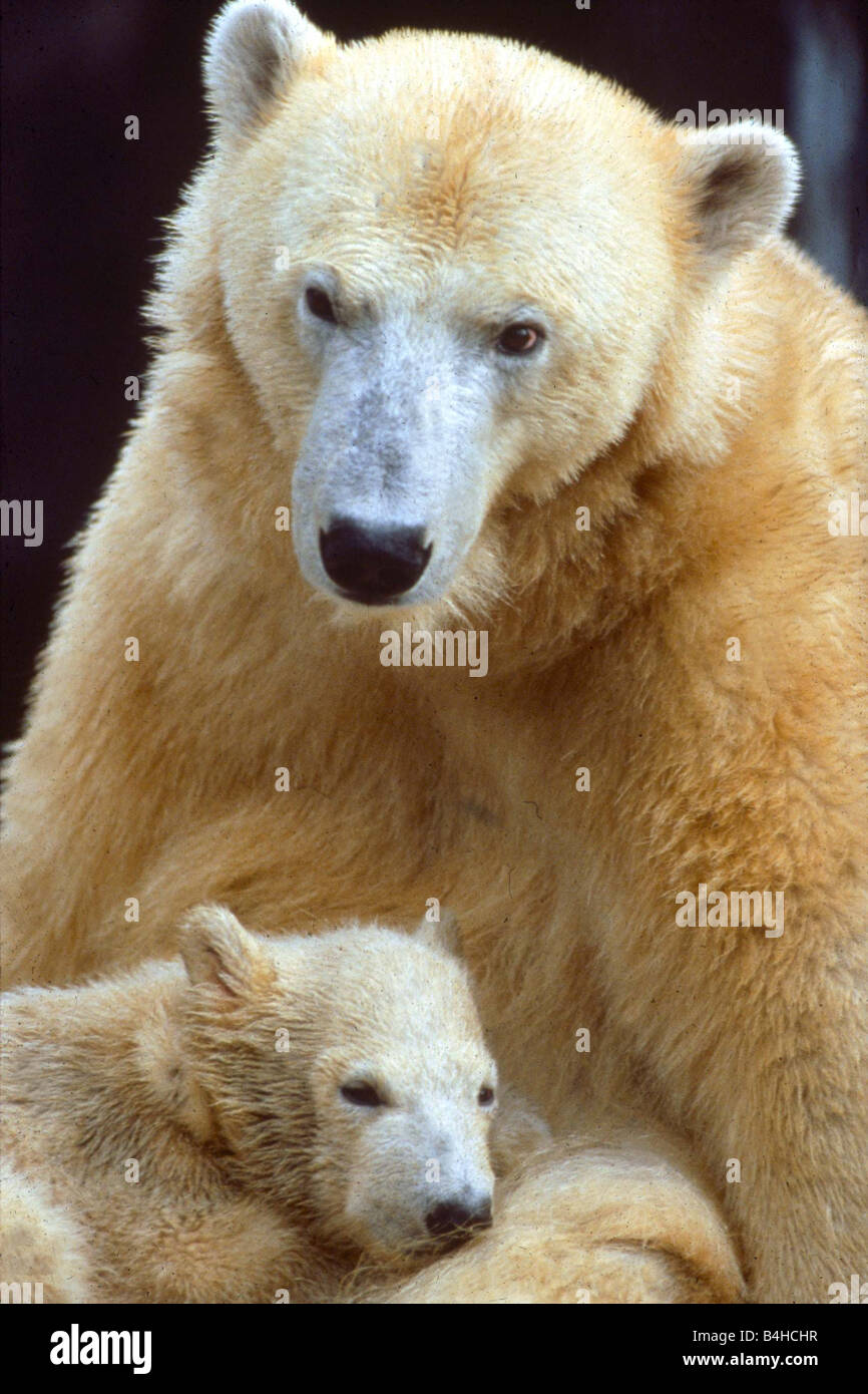Polar bear and cub April 1989 Mirrorpix Stock Photo - Alamy