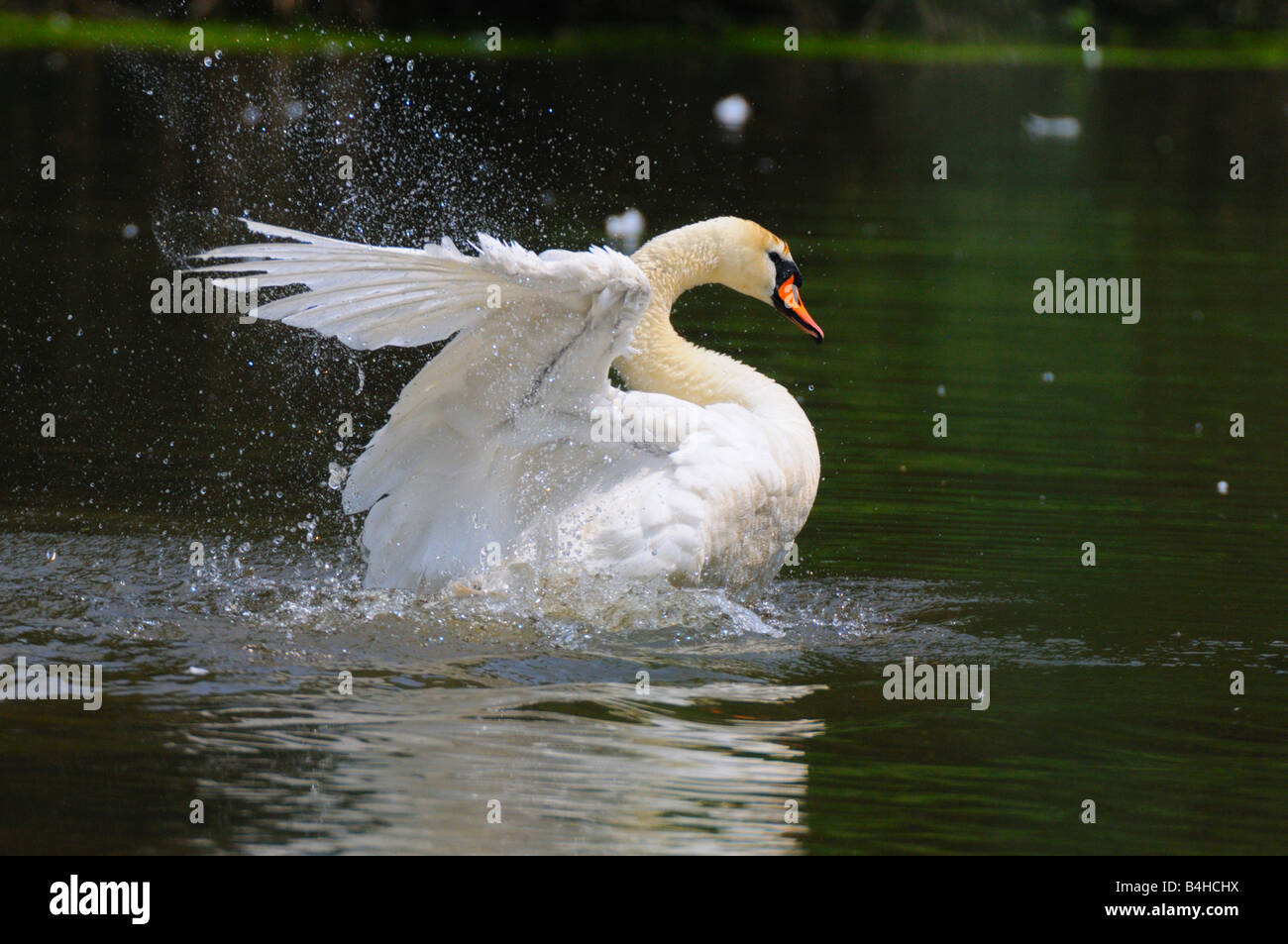 Flapping swan hi-res stock photography and images - Alamy