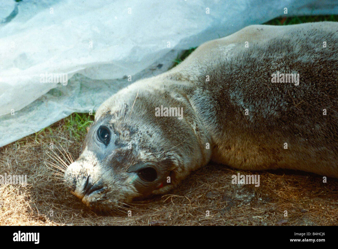Dying seals hi-res stock photography and images - Alamy