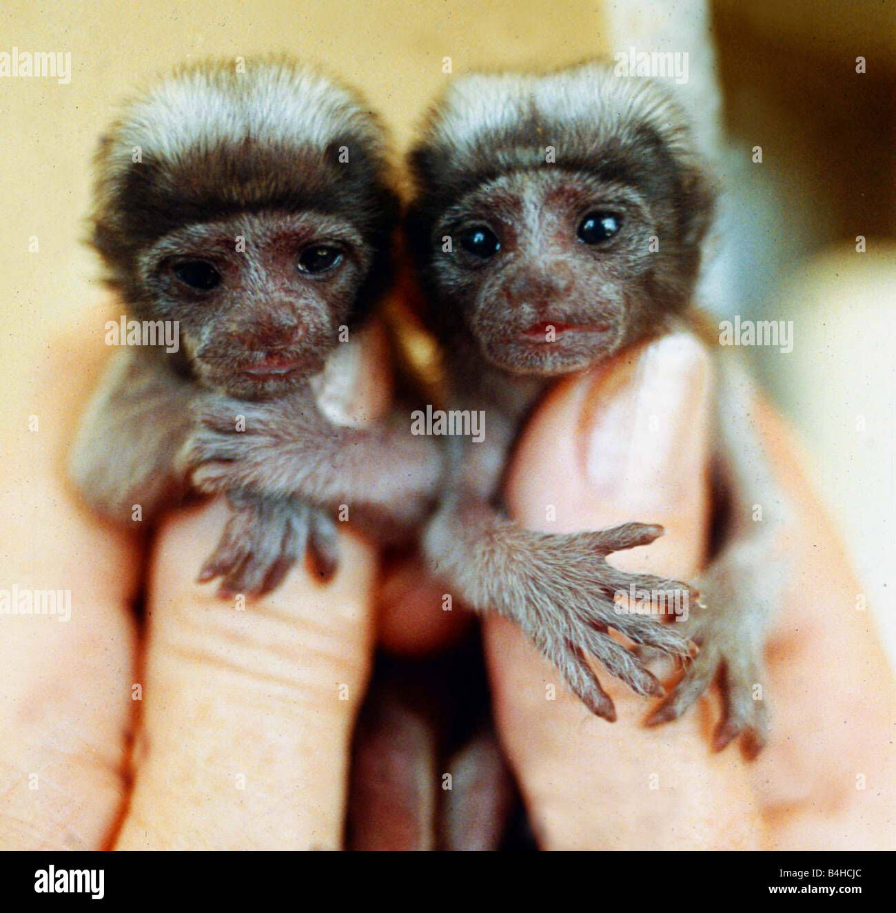 Little twin cotton topped Tamarian monkeys who were born at Kilverstone ...