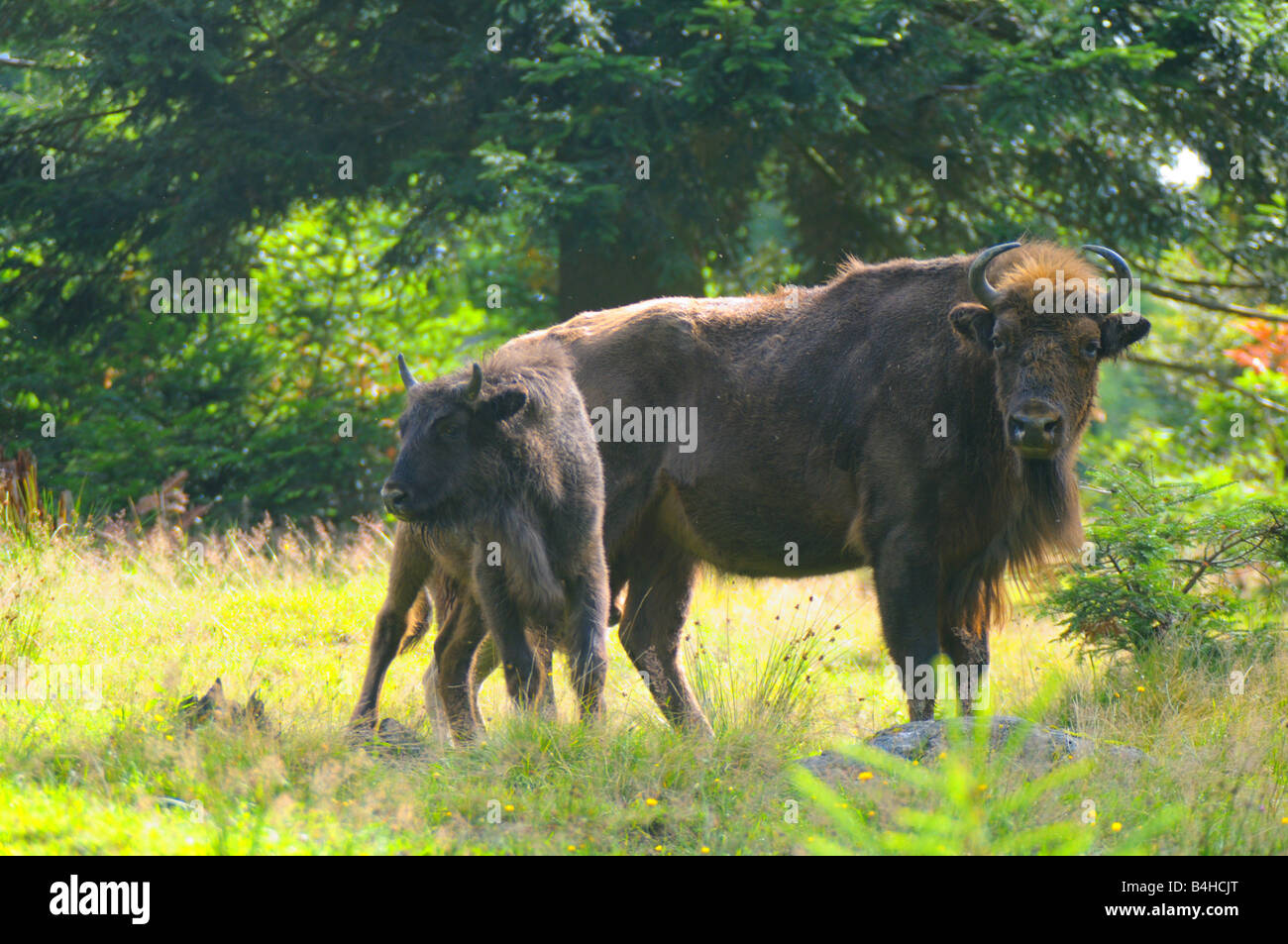 European bison (Bison bonasus) standing in field with its calf ...