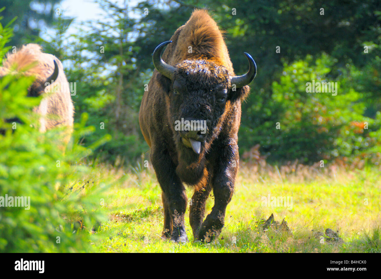 Bison animal walking in meadow hi-res stock photography and images - Alamy