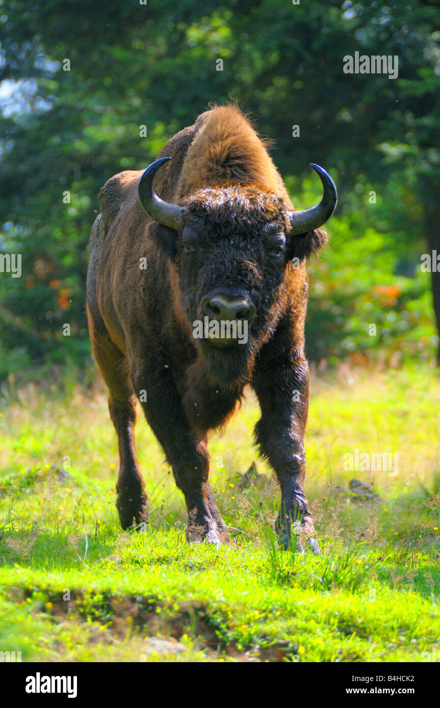 Bison cattle photos hi-res stock photography and images - Alamy