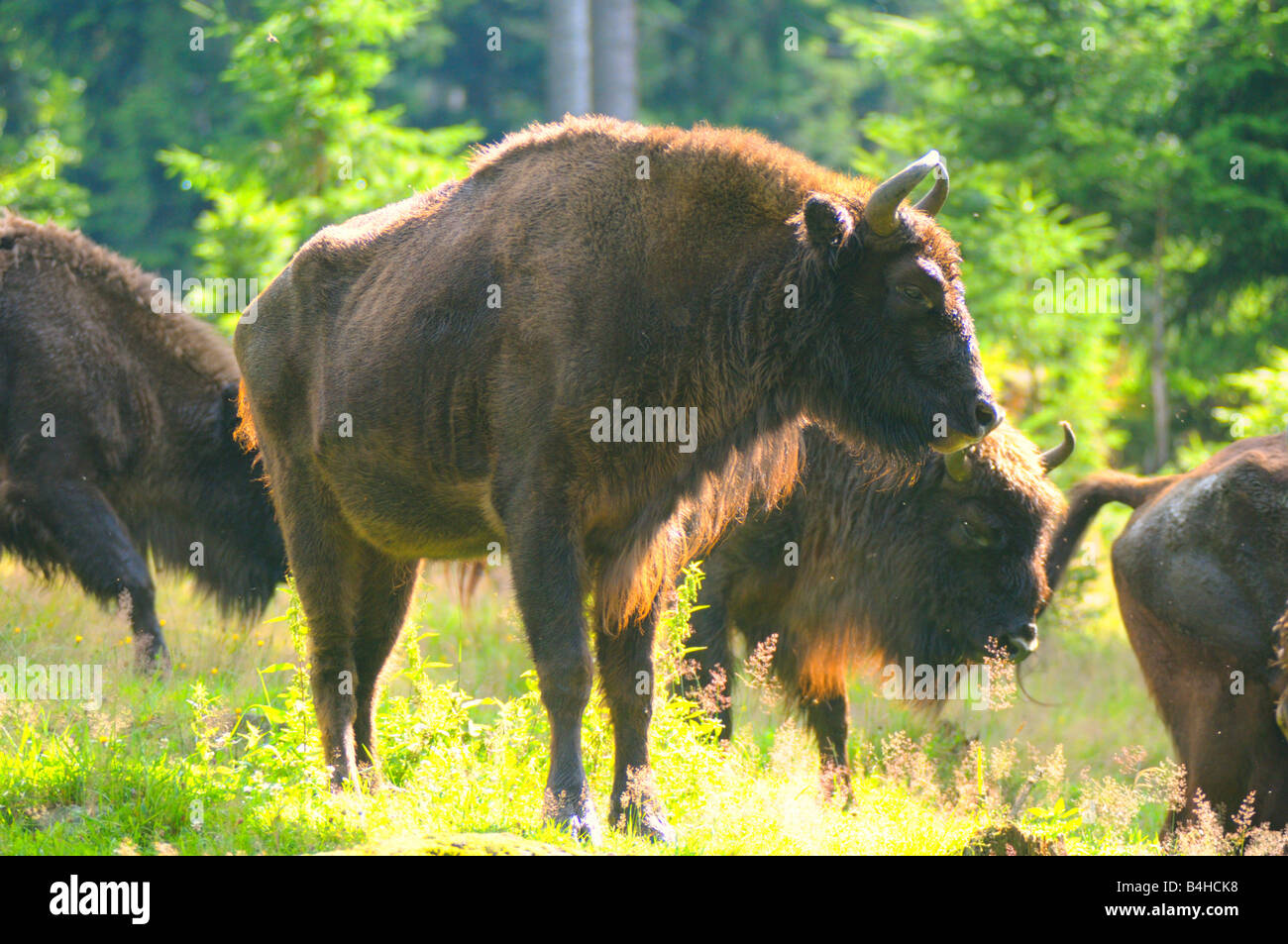 Bison images hi-res stock photography and images - Alamy