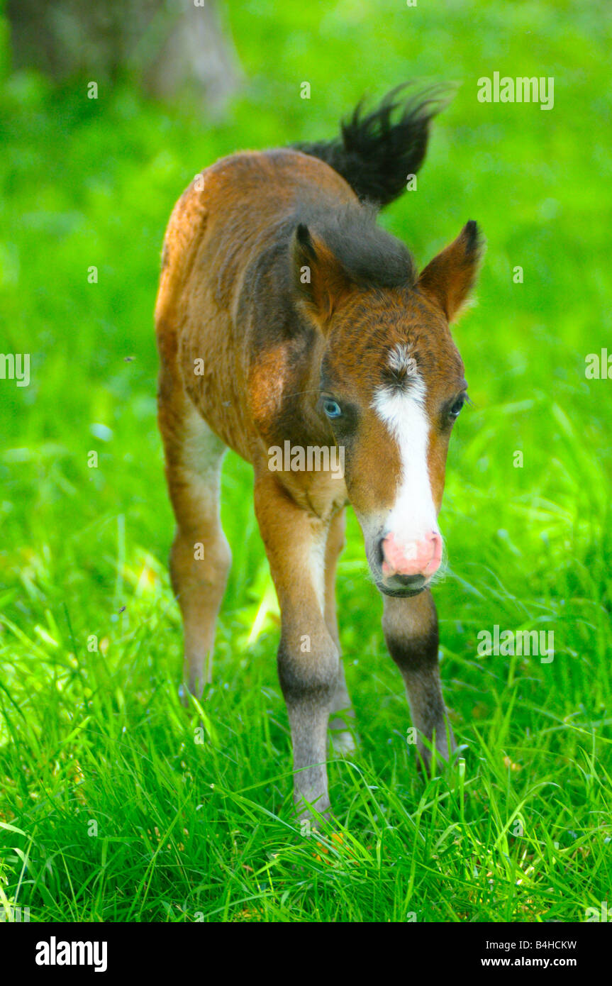 Foal standing in field, Styria, Austria Stock Photo - Alamy