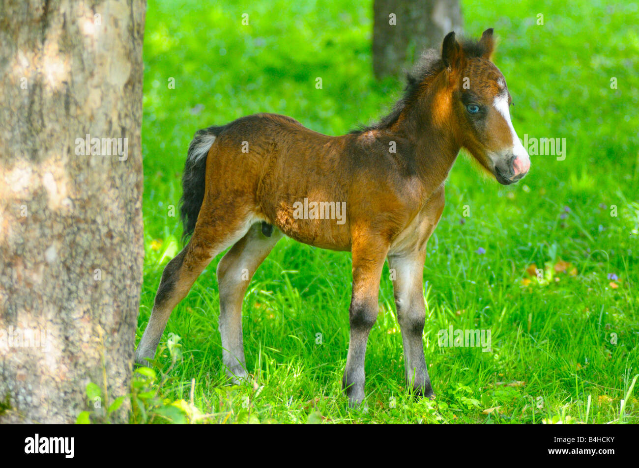 Foal standing in field, Styria, Austria Stock Photo - Alamy