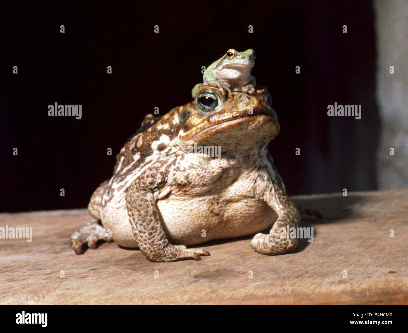 Giant frogs hi-res stock photography and images - Alamy