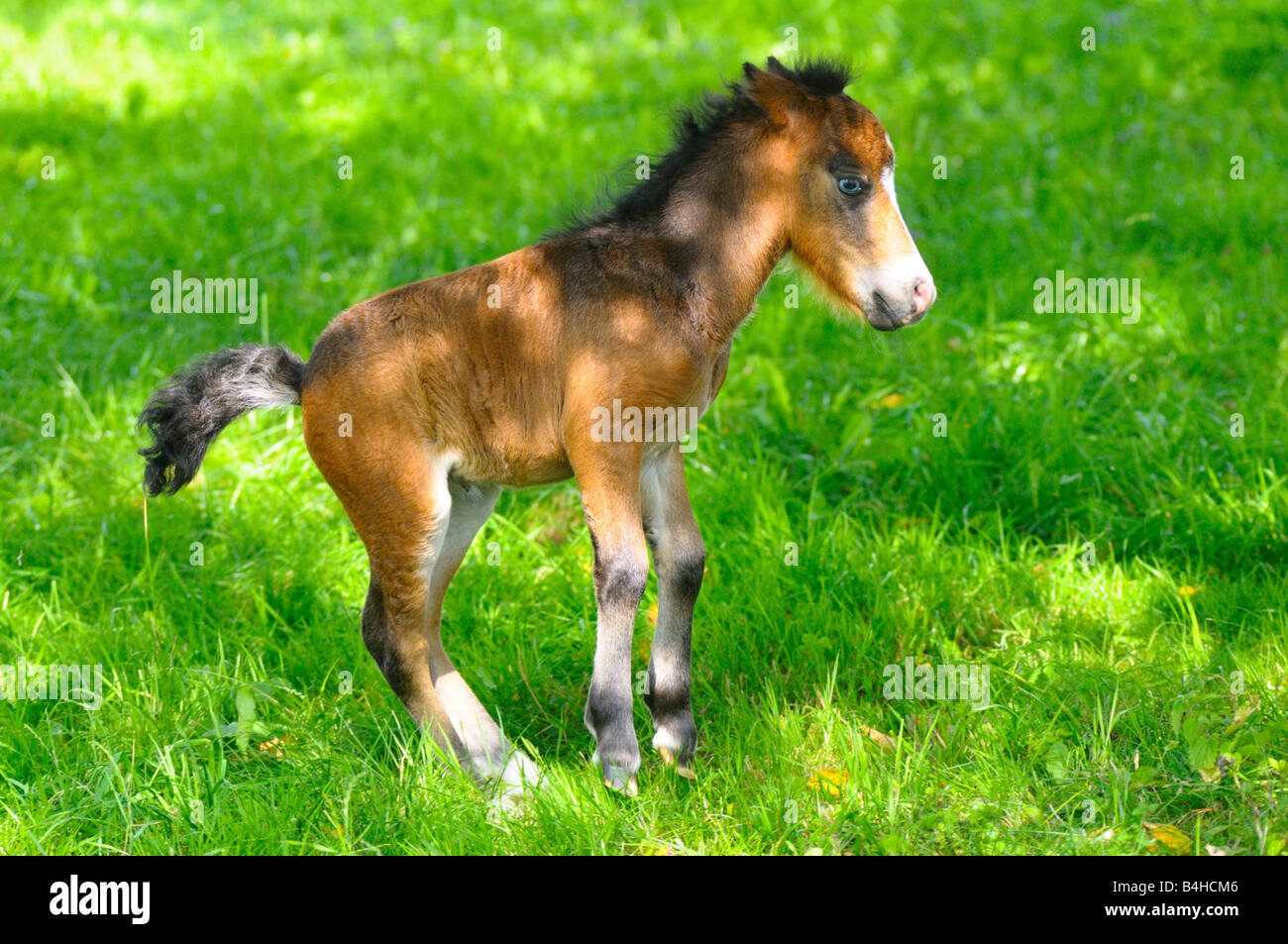 Foal standing in field, Styria, Austria Stock Photo - Alamy