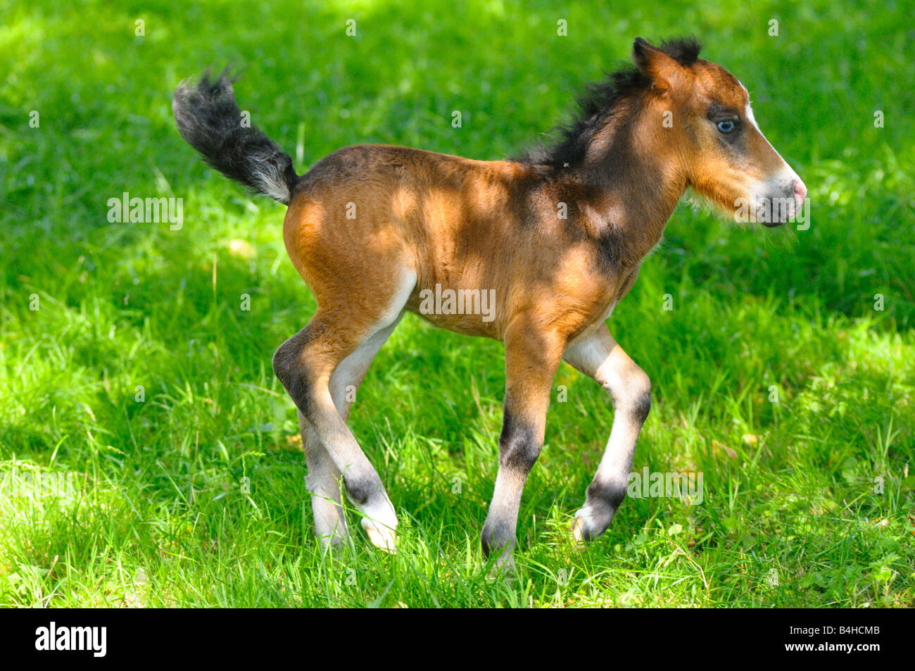 Horse standing sideview hi-res stock photography and images - Alamy
