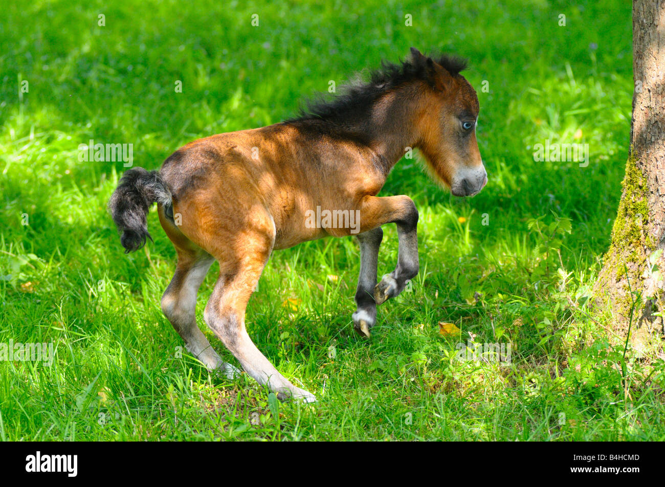 Bouncing horse hi-res stock photography and images - Alamy