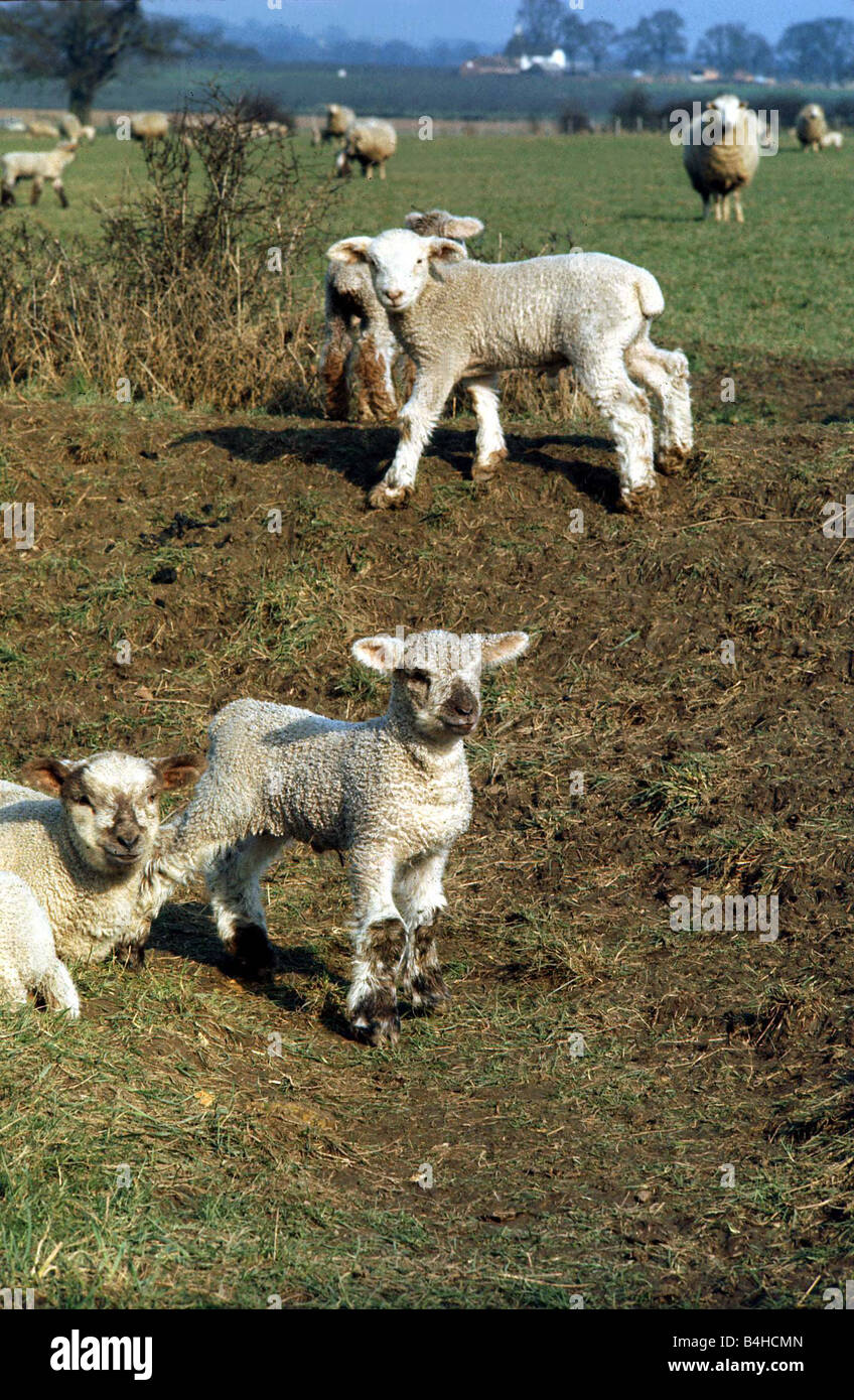 Animals Lamb Lamb Rearing House May 1970 Stock Photo - Alamy