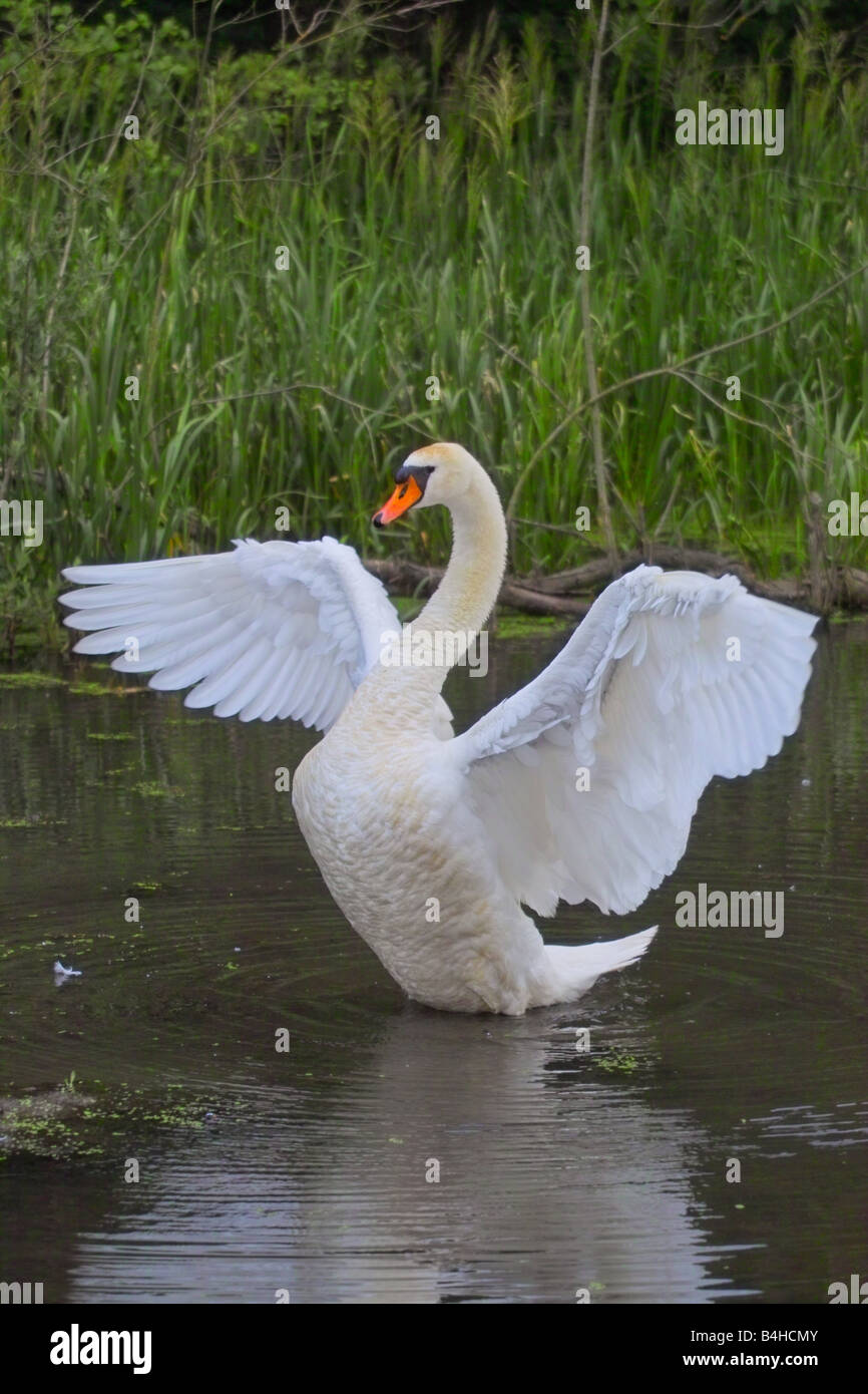 The swan number 1 hi-res stock photography and images - Alamy