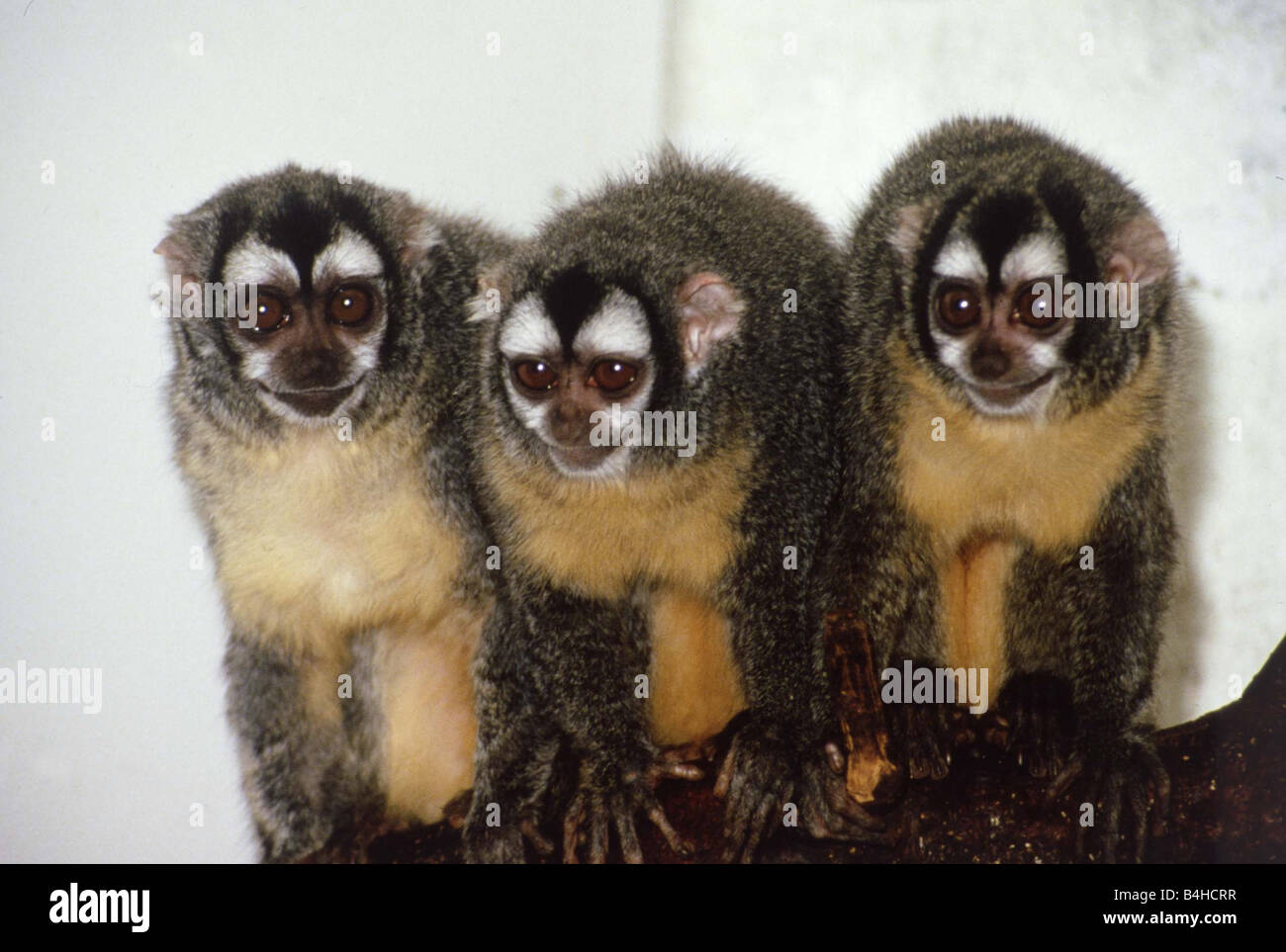 Douricouli monkeys Dulcy Douglas and Delinquent at the Kilverstone ...