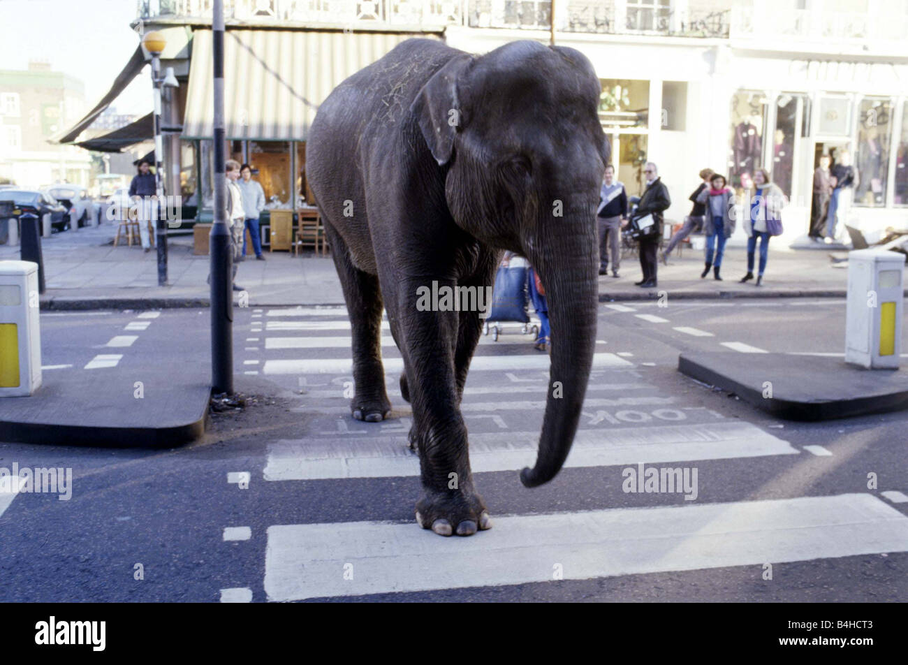 Gerry Cottle s Circus at Camden Lock in London Rani the Indian elephant ...