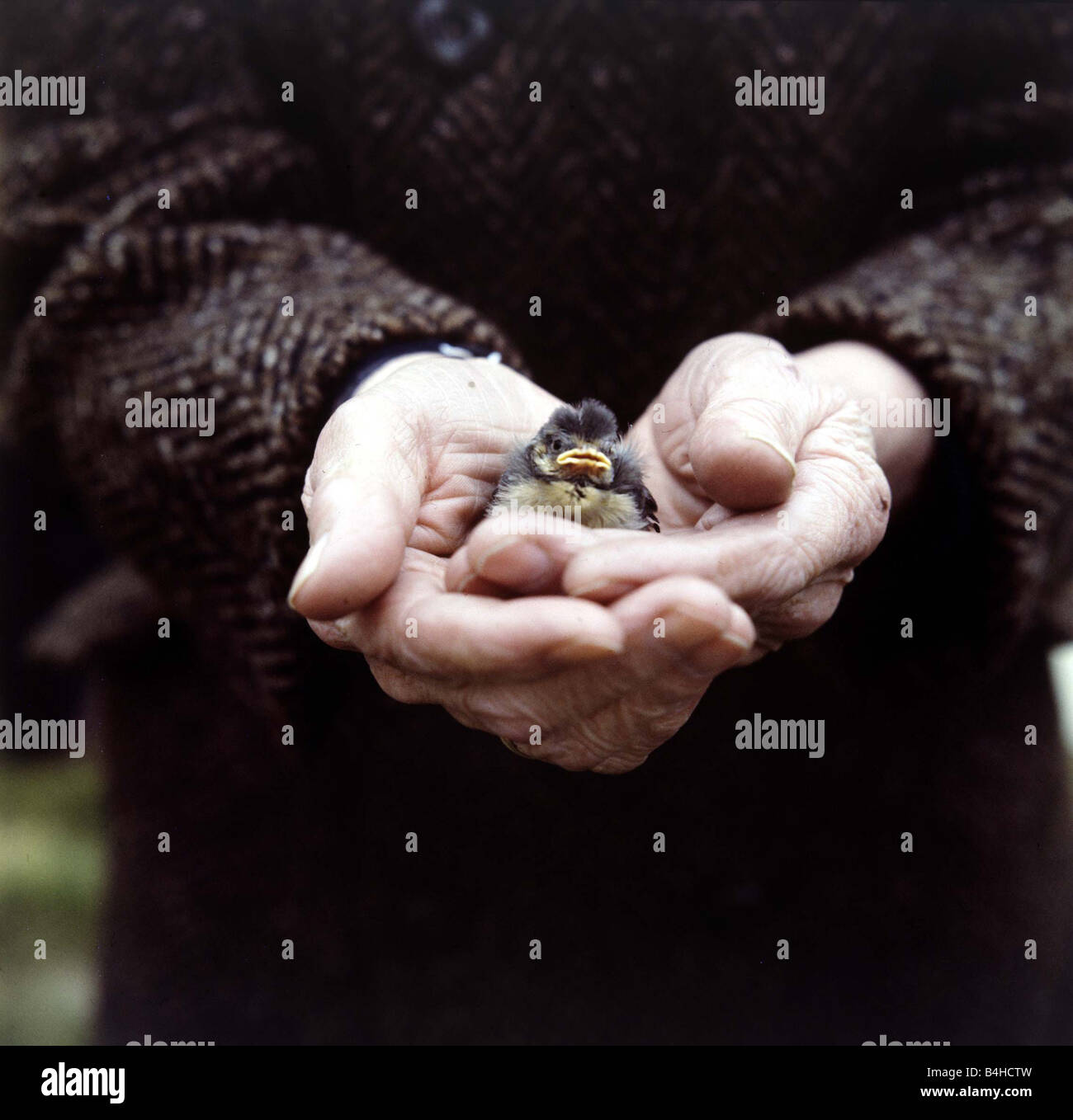 A fledgling Chaffinch held in the palm of the hand June 1971 Stock ...