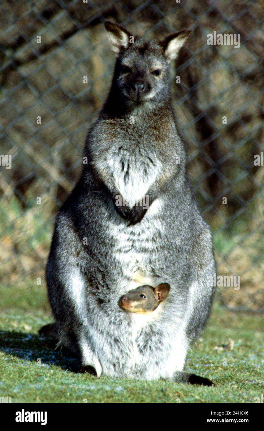 12 week old Wallaby and its mother at Calderpark Zoo Glasgow February ...