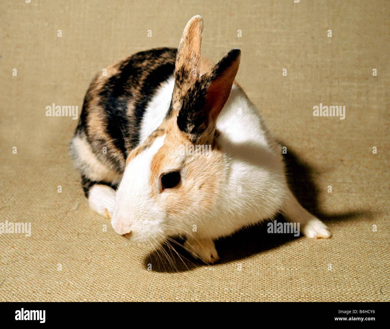 Harlequin rabbit hi-res stock photography and images - Alamy