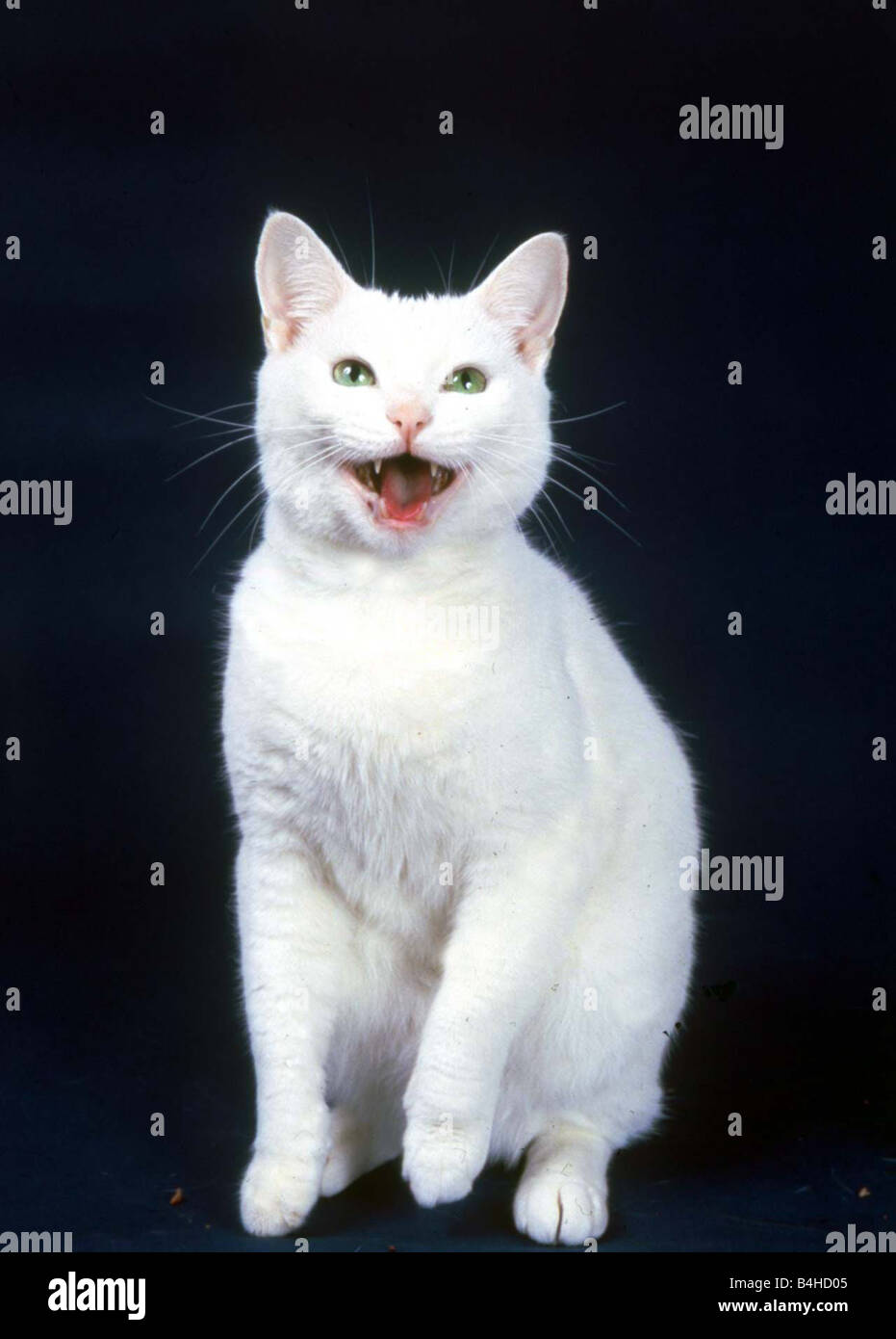 Arthur tv cat hi-res stock photography and images - Alamy