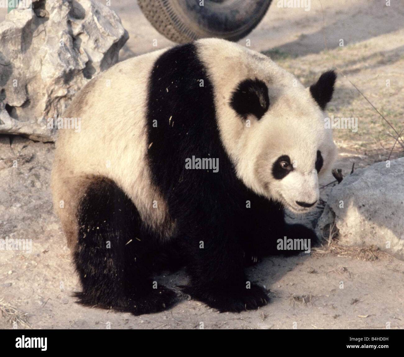 Male Giant panda Zhi Zhi at a zoo in Peking China 1982 Stock Photo - Alamy